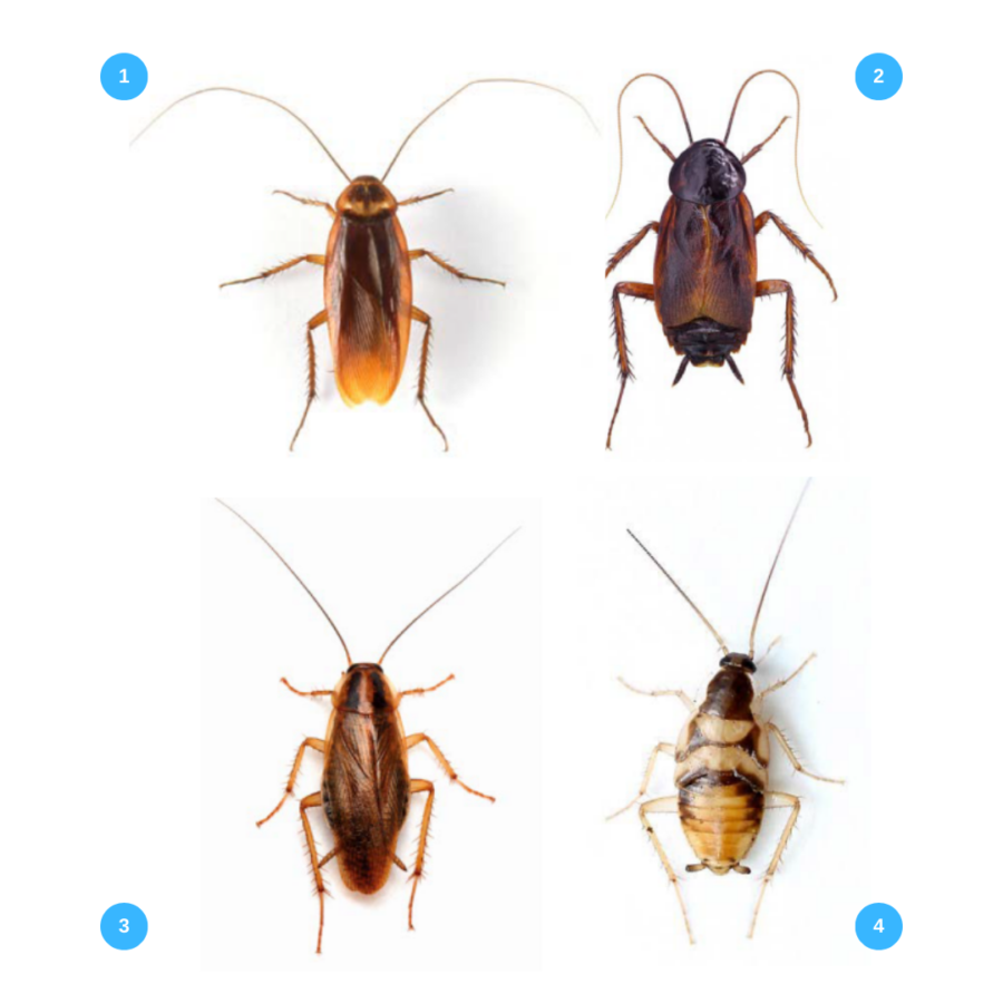 Conhece as Baratas, A Sua Anatomia E Hábitos De Vida? - RATATUI